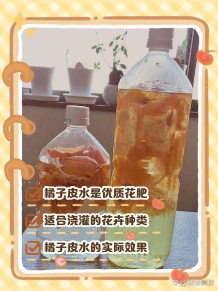 桔子皮泡水浇花有什么好处_桔子皮泡水浇花正确方法-第3张图片-山城妙识