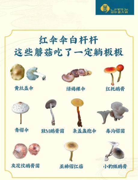 野生蘑菇怎么辨别有毒_野生蘑菇中毒怎么办-第2张图片-山城妙识 野生蘑菇怎么辨别有毒_野生蘑菇中毒怎么办-第2张图片-山城妙识