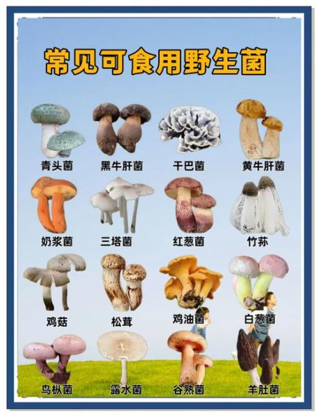 野生蘑菇怎么辨别有毒_野生蘑菇中毒怎么办-第1张图片-山城妙识 野生蘑菇怎么辨别有毒_野生蘑菇中毒怎么办-第1张图片-山城妙识