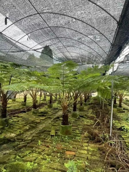 沙罗树是什么植物_沙罗树种植方法-第2张图片-山城妙识