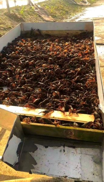 小龙虾养殖一亩投资成本_小龙虾养殖一亩利润多少-第2张图片-山城妙识 小龙虾养殖一亩投资成本_小龙虾养殖一亩利润多少-第2张图片-山城妙识