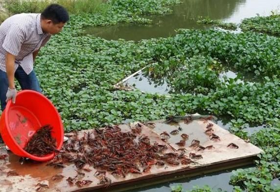 小龙虾养殖一亩投资成本_小龙虾养殖一亩利润多少-第3张图片-山城妙识 小龙虾养殖一亩投资成本_小龙虾养殖一亩利润多少-第3张图片-山城妙识