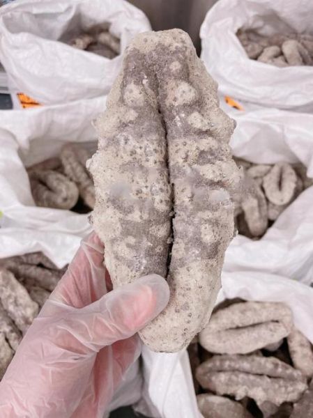 猪婆参的功效与作用_猪婆参怎么泡发-第1张图片-山城妙识