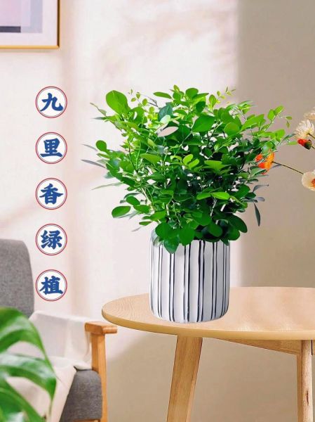 千里香长什么样_千里香和九里香区别-第1张图片-山城妙识