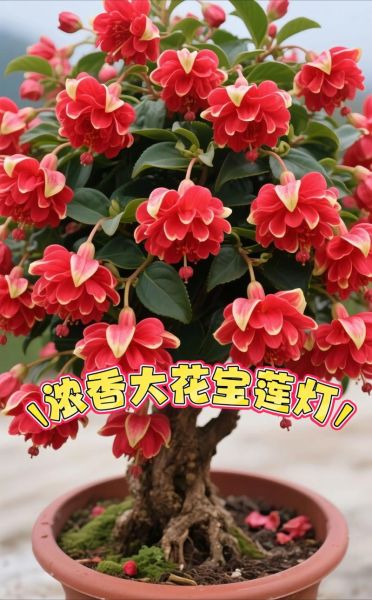 千里香长什么样_千里香和九里香区别-第2张图片-山城妙识