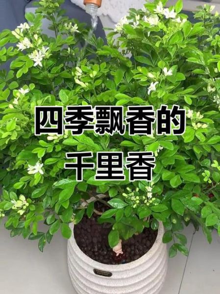 千里香长什么样_千里香和九里香区别-第3张图片-山城妙识