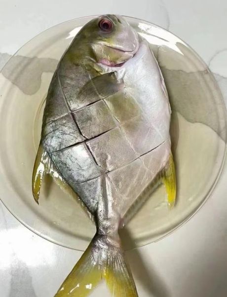 金鲳鱼是海鱼吗_金鲳鱼产地在哪里-第1张图片-山城妙识 金鲳鱼是海鱼吗_金鲳鱼产地在哪里-第1张图片-山城妙识