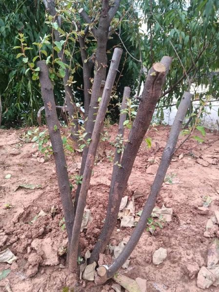 羊奶果树长什么样_羊奶果树几年结果-第1张图片-山城妙识