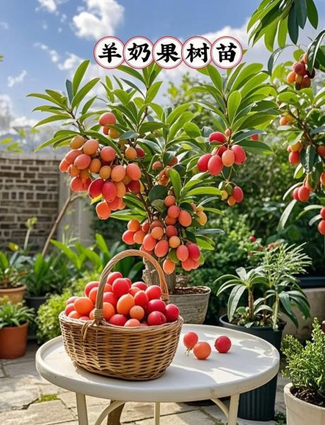 羊奶果树长什么样_羊奶果树几年结果-第3张图片-山城妙识