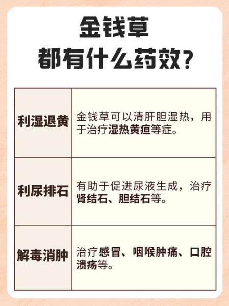 金钱草可以排肾结石吗_金钱草治结石多久见效-第3张图片-山城妙识 金钱草可以排肾结石吗_金钱草治结石多久见效-第3张图片-山城妙识