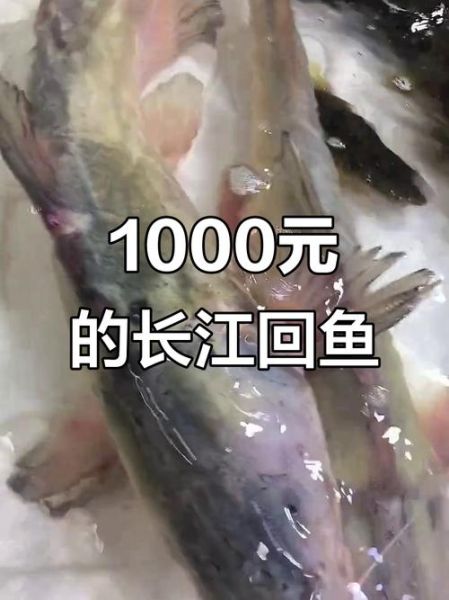 回鱼是什么_回鱼与鲈鱼区别-第1张图片-山城妙识