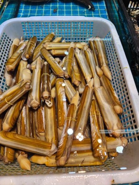 竹蛏和蛏子有什么区别_怎么分辨竹蛏与蛏子-第2张图片-山城妙识