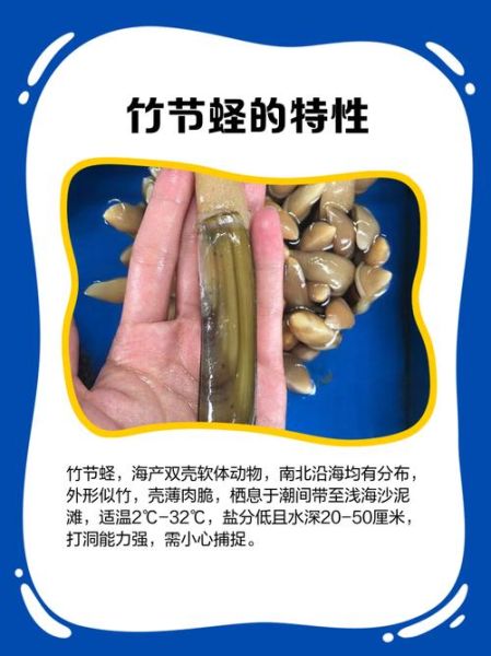 竹蛏和蛏子有什么区别_怎么分辨竹蛏与蛏子-第1张图片-山城妙识