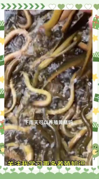 黄鳝鱼养殖技术_如何提高成活率-第1张图片-山城妙识