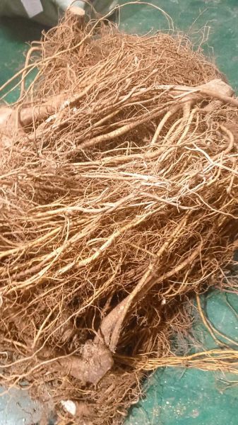 五指毛桃牛大力汤的功效与禁忌_适合什么人喝-第1张图片-山城妙识