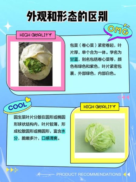 圆生菜图片大全_圆生菜和包菜的区别-第1张图片-山城妙识