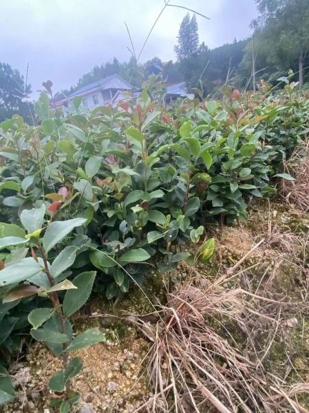 油茶树怎么种_油茶树种植管理技术-第1张图片-山城妙识 油茶树怎么种_油茶树种植管理技术-第1张图片-山城妙识