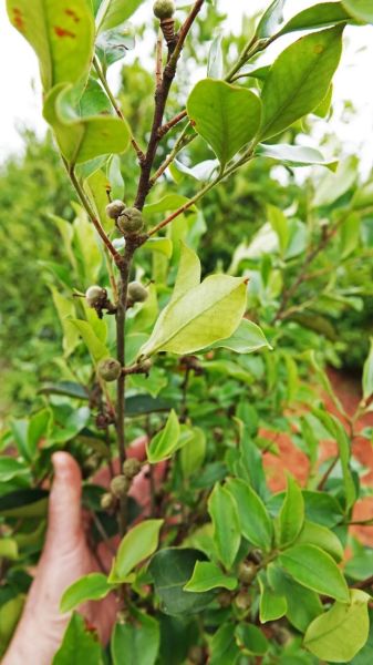 油茶树怎么种_油茶树种植管理技术-第2张图片-山城妙识 油茶树怎么种_油茶树种植管理技术-第2张图片-山城妙识