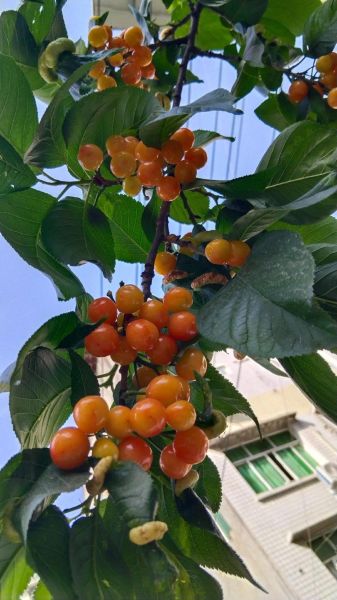 樱桃几月份成熟_樱桃成熟时间-第3张图片-山城妙识 樱桃几月份成熟_樱桃成熟时间-第3张图片-山城妙识