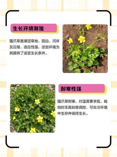 猫爪草的功效与作用主要治什么病_猫爪草能治哪些常见病-第2张图片-山城妙识