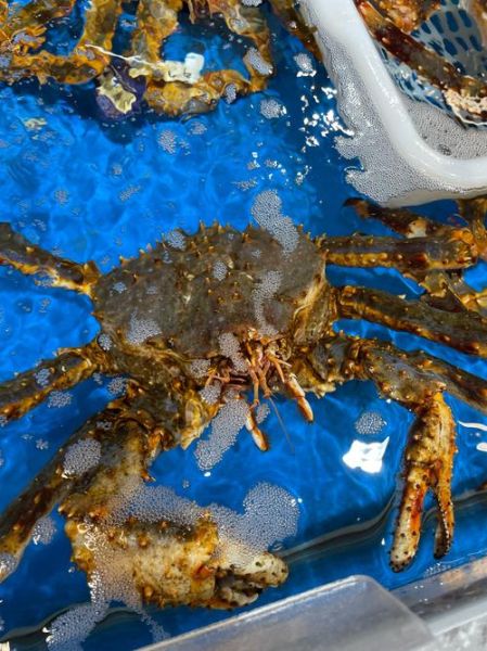 帝王蟹图片大全大图_高清细节怎么拍-第3张图片-山城妙识 帝王蟹图片大全大图_高清细节怎么拍-第3张图片-山城妙识