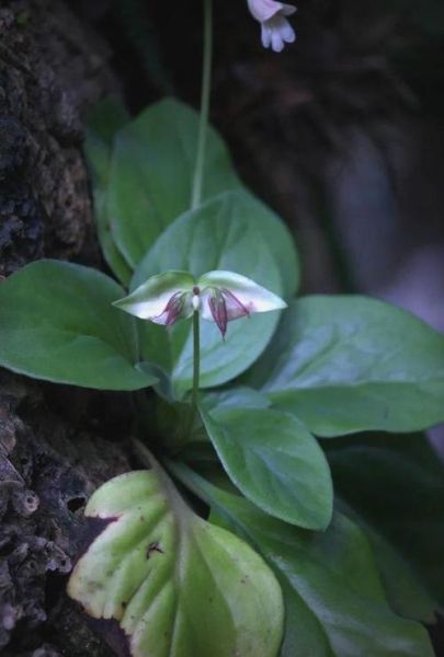 牛耳朵草有什么功效_牛耳朵草能治什么病-第2张图片-山城妙识 牛耳朵草有什么功效_牛耳朵草能治什么病-第2张图片-山城妙识