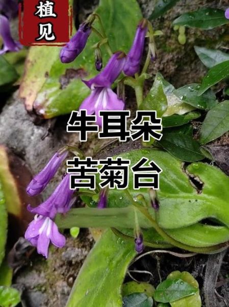 牛耳朵草有什么功效_牛耳朵草能治什么病-第1张图片-山城妙识 牛耳朵草有什么功效_牛耳朵草能治什么病-第1张图片-山城妙识