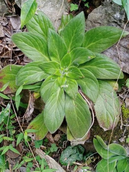 牛耳朵草有什么功效_牛耳朵草能治什么病-第3张图片-山城妙识 牛耳朵草有什么功效_牛耳朵草能治什么病-第3张图片-山城妙识