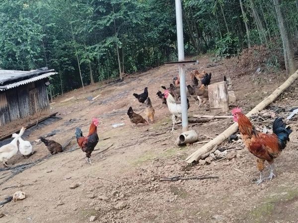 土鸡苗价格多少钱一只_土鸡苗养殖注意事项-第3张图片-山城妙识