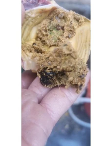 土鸡苗价格多少钱一只_土鸡苗养殖注意事项-第1张图片-山城妙识