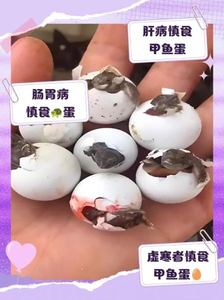 女人吃甲鱼蛋的禁忌_经期能吃甲鱼蛋吗-第1张图片-山城妙识