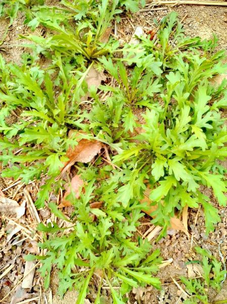 独行菜长什么样_独行菜能吃吗-第1张图片-山城妙识