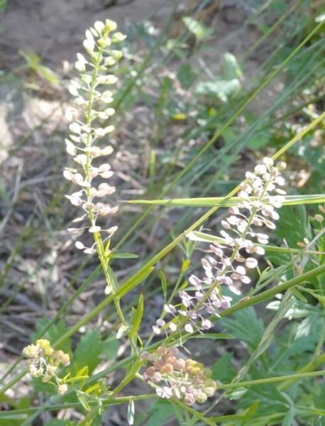 独行菜长什么样_独行菜能吃吗-第3张图片-山城妙识