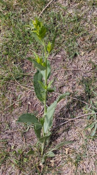 独行菜长什么样_独行菜能吃吗-第2张图片-山城妙识