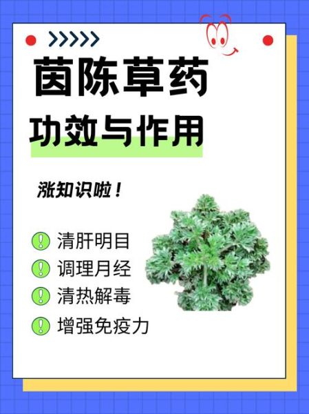 茵陈的功效与作用_茵陈能长期泡水喝吗-第2张图片-山城妙识 茵陈的功效与作用_茵陈能长期泡水喝吗-第2张图片-山城妙识