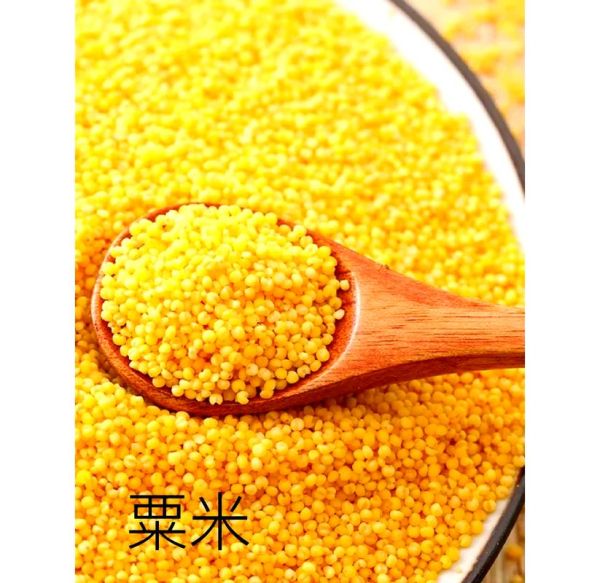 粟米是什么_粟米和小米的区别-第1张图片-山城妙识