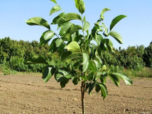 山核桃树几年结果_山核桃树怎么种植-第1张图片-山城妙识