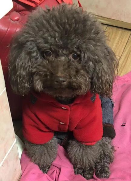 巧克力色泰迪价格多少钱_巧克力色泰迪掉毛吗-第3张图片-山城妙识 巧克力色泰迪价格多少钱_巧克力色泰迪掉毛吗-第3张图片-山城妙识