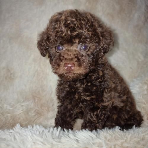 巧克力色泰迪价格多少钱_巧克力色泰迪掉毛吗-第2张图片-山城妙识 巧克力色泰迪价格多少钱_巧克力色泰迪掉毛吗-第2张图片-山城妙识