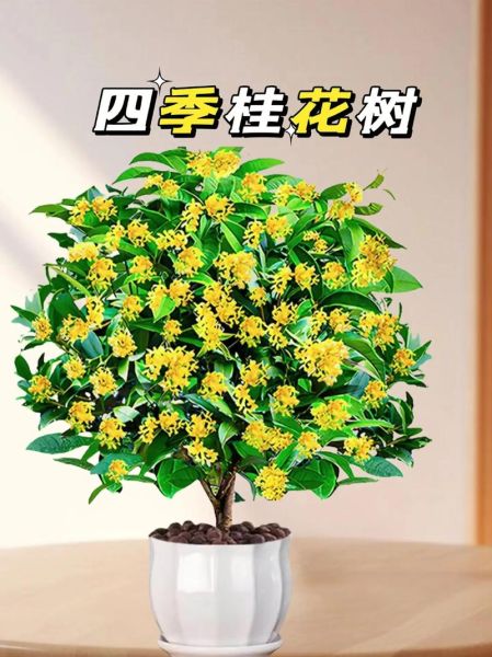 桂花图片大全及价格_桂花品种价格表-第3张图片-山城妙识
