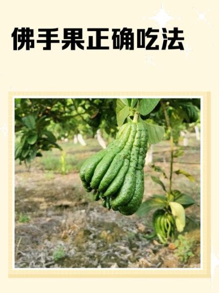 佛手怎么吃_佛手果怎么吃才好吃-第1张图片-山城妙识 佛手怎么吃_佛手果怎么吃才好吃-第1张图片-山城妙识