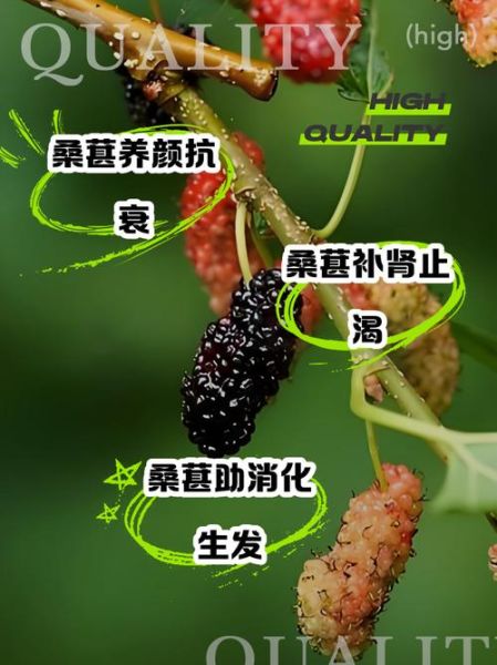 桑葚图片大全_桑葚的功效与作用-第3张图片-山城妙识