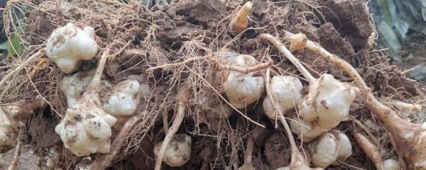 洋姜怎么种_洋姜种植时间和方法-第3张图片-山城妙识