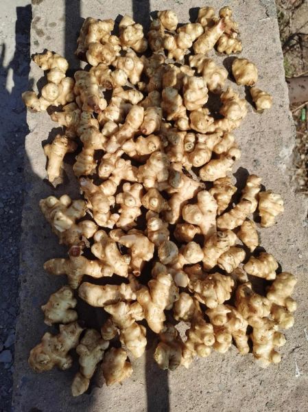 洋姜怎么种_洋姜种植时间和方法-第2张图片-山城妙识