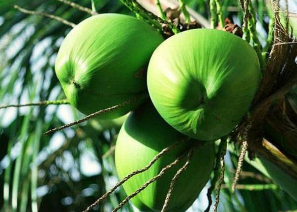 椰汁为什么可以代替血浆_椰汁代替血浆是真的吗-第2张图片-山城妙识