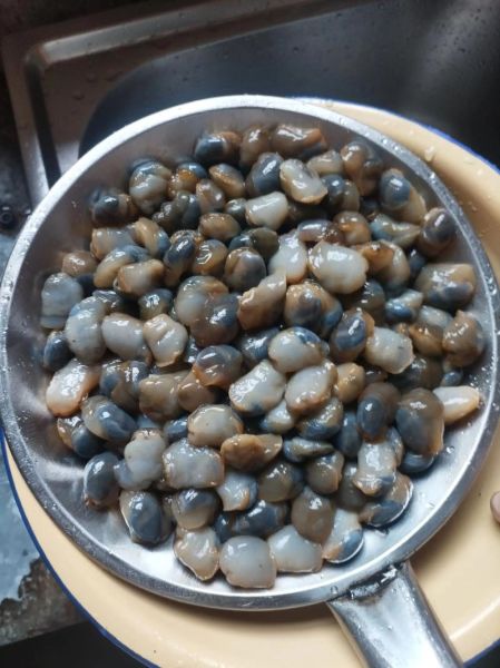 泥螺是海里的还是河里的_泥螺生长环境揭秘-第1张图片-山城妙识