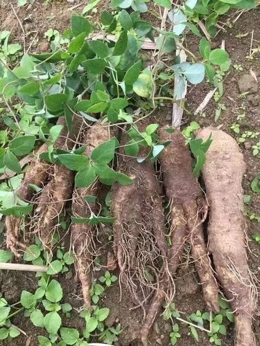 山海螺图片_山海螺长什么样-第2张图片-山城妙识 山海螺图片_山海螺长什么样-第2张图片-山城妙识