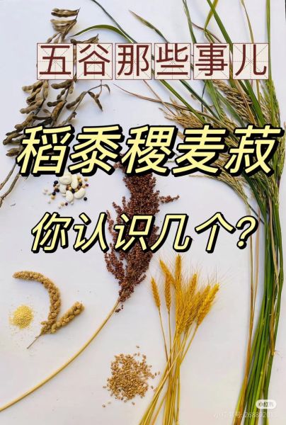 五谷丰登是哪五谷_五谷具体指什么-第1张图片-山城妙识