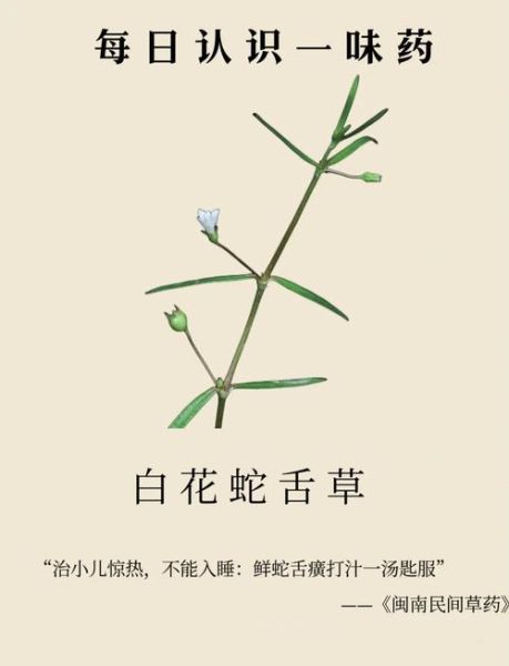 白花蛇舌草多少钱一斤_白花蛇舌草价格行情-第3张图片-山城妙识 白花蛇舌草多少钱一斤_白花蛇舌草价格行情-第3张图片-山城妙识