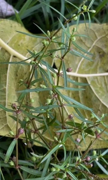 白花蛇舌草多少钱一斤_白花蛇舌草价格行情-第1张图片-山城妙识 白花蛇舌草多少钱一斤_白花蛇舌草价格行情-第1张图片-山城妙识